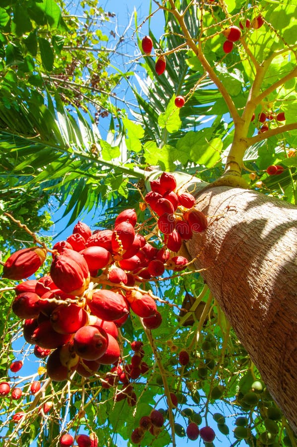 Low Angle Shot of the Sweet Fruits of the Date Palm Tree Stock Image ...