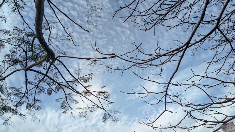 Tall Branches of a Tree with a Blue Sky Stock Photo - Image of plant ...
