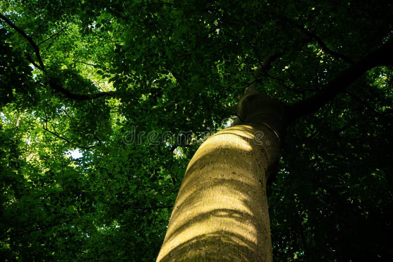 Low Angle Shot of Tall Foliage Tree on Background of Leaves Stock Image ...