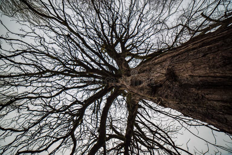 Low Angle Shot of a Tall Leafless Tree Under Light Sky Stock Image ...