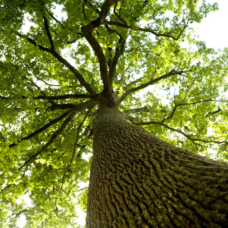 Low Angle Shot of a Tall Oak Tree Trunk Stock Photo - Image of foliage ...