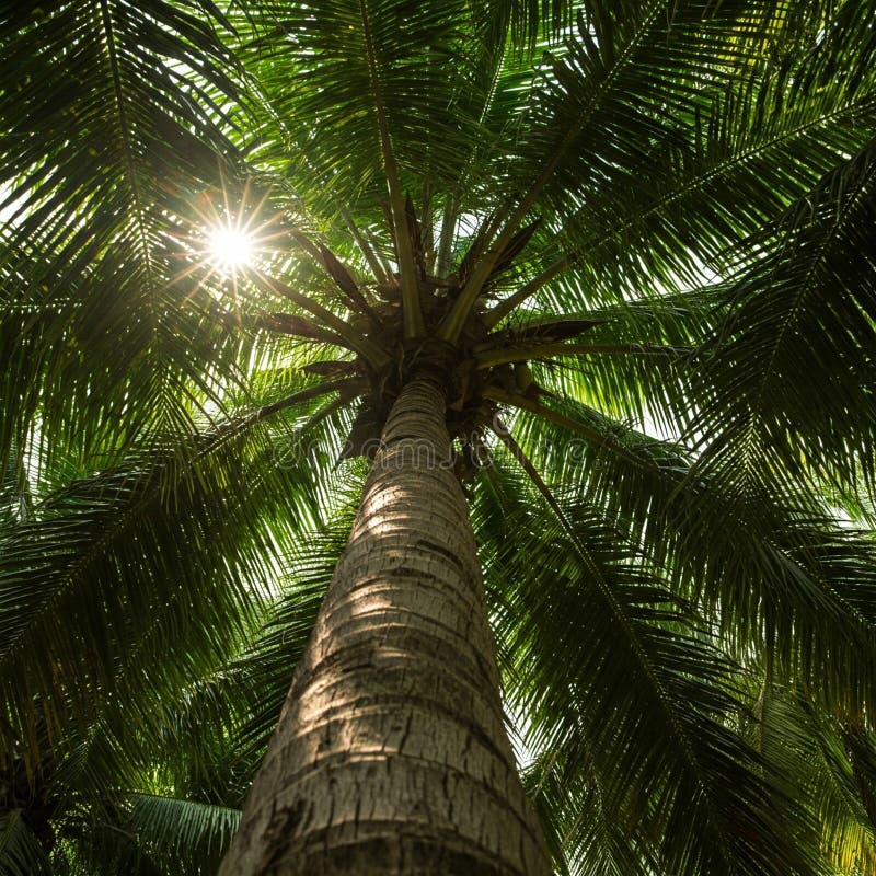 Low Angle Shot Tall Palm Tree Against Bright Sun Stock Photos - Free ...