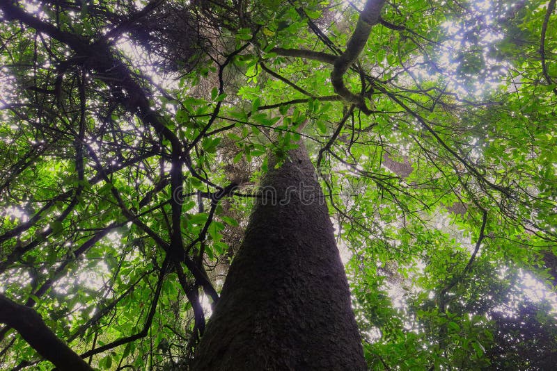 Low Angle Shot of a Tall Thick Tree with Bright Green Leaves on the ...