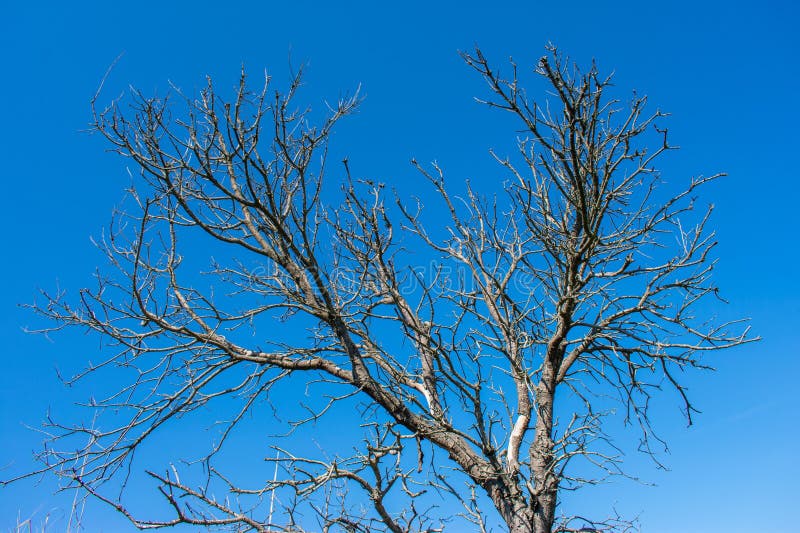 Low Angle Shot of a Tall Tree with Bare Branches Under a Blue Sky Stock ...