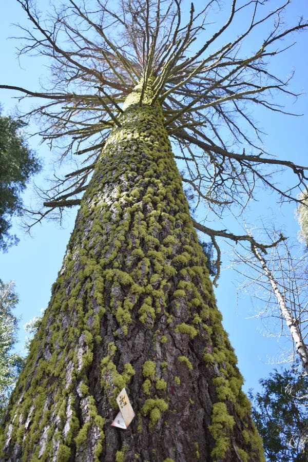 Low Angle Shot of the Tall Tree Covered in Moss in the Park Stock Image ...