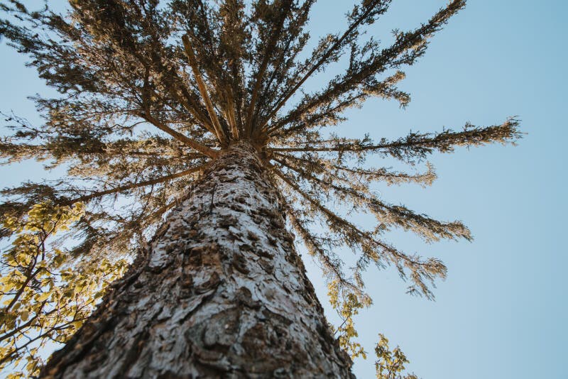 Low Angle Shot of a Tall Tree in the Forest Under the Sunlight Stock ...