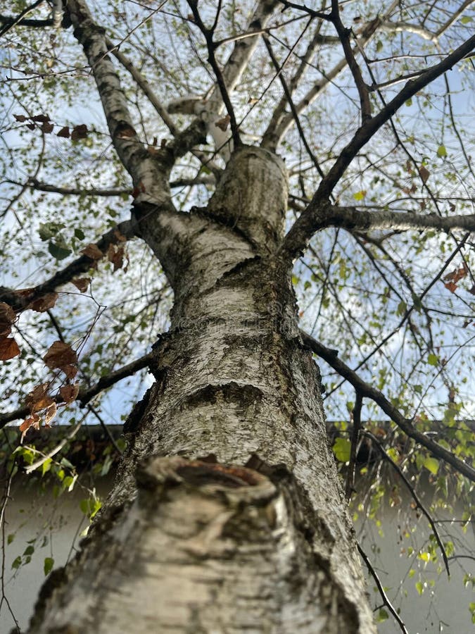 Low Angle Shot of a Tall Tree with Green Leaves during Daylight Under ...