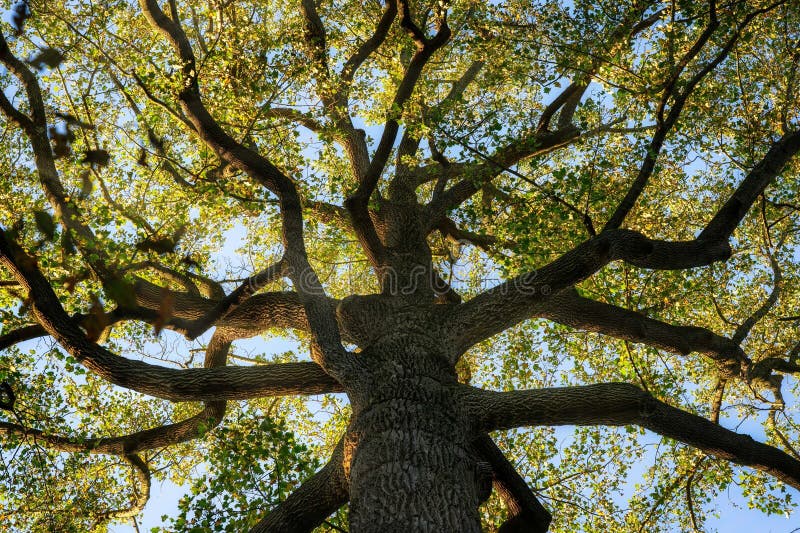 Low Angle Shot of a Tall Tree with Long Branches with Green Leaves ...