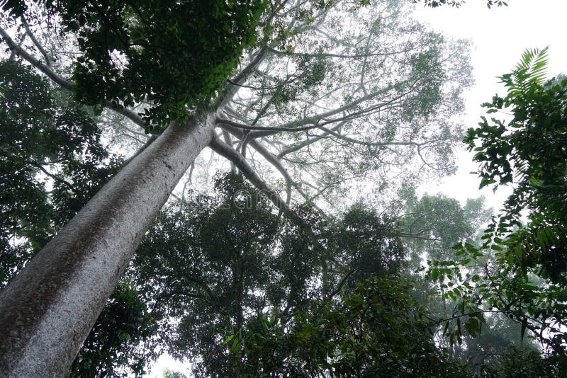 Low Angle Shot of a Tall Tree with Long Branches Under a Misty Sky ...
