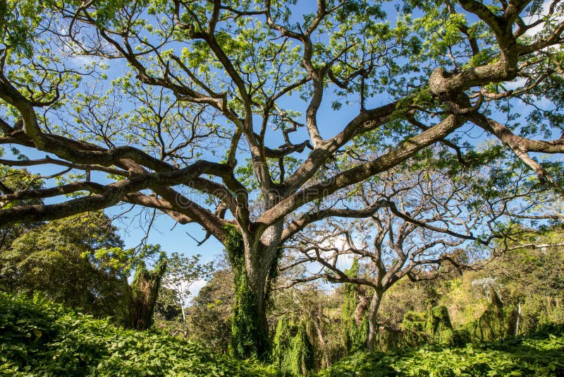 Low Angle Shot of a Tall Tree with Long Twisting Branches in a Forest ...