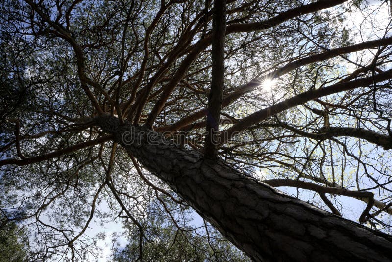 Low Angle Shot of a Tall Tree in the Park Stock Image - Image of bright ...