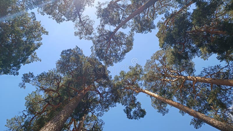 Low-angle Shot of Tall Trees with the Background of a Blue Sky Stock ...