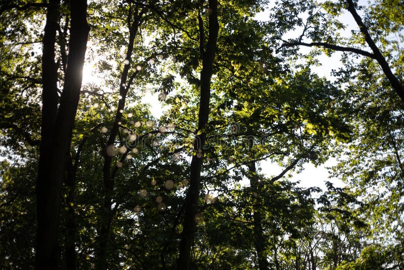 Low Angle Shot of the Tall Trees in the Forest at Daytime Stock Image ...