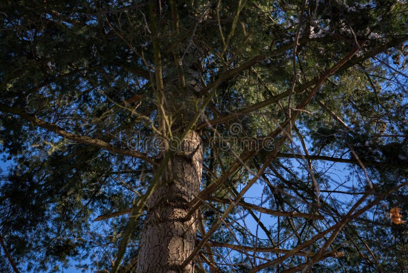 Low Angle Shot of Thin Branches of a Beautiful Tree Stock Photo - Image ...