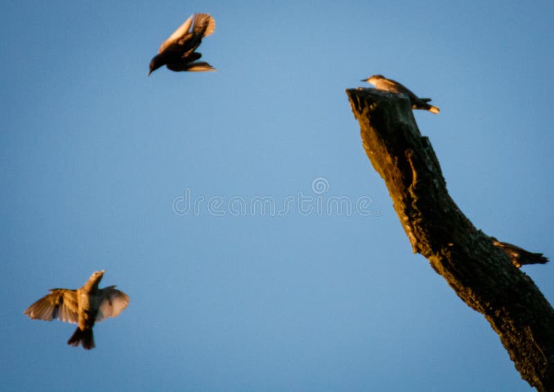 Low Angle Shot of Three Birds Flying in a Clear Blue Sky Stock Photo ...
