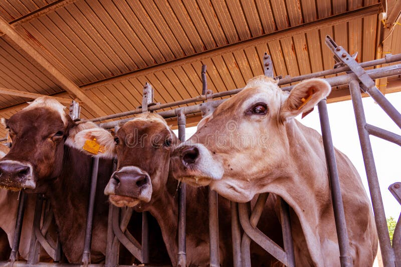 Low Angle Shot of Three Cow Heads Looking through Metallic Bars of the ...