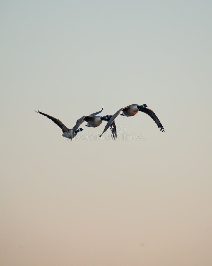 Low-angle Shot of Three Geese Flying with Their Wide-open Wings Against ...