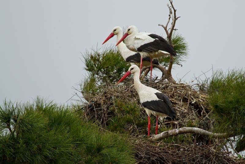 Low Angle Shot of Three White Storks Standing on Their Nests on Top of ...