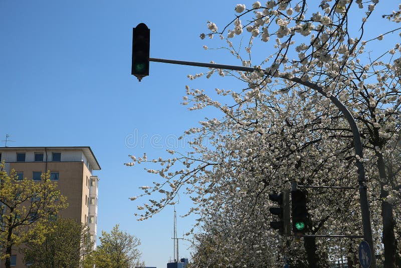 Low Angle Shot of Traffic Lights and Blooming Trees Stock Photo - Image ...
