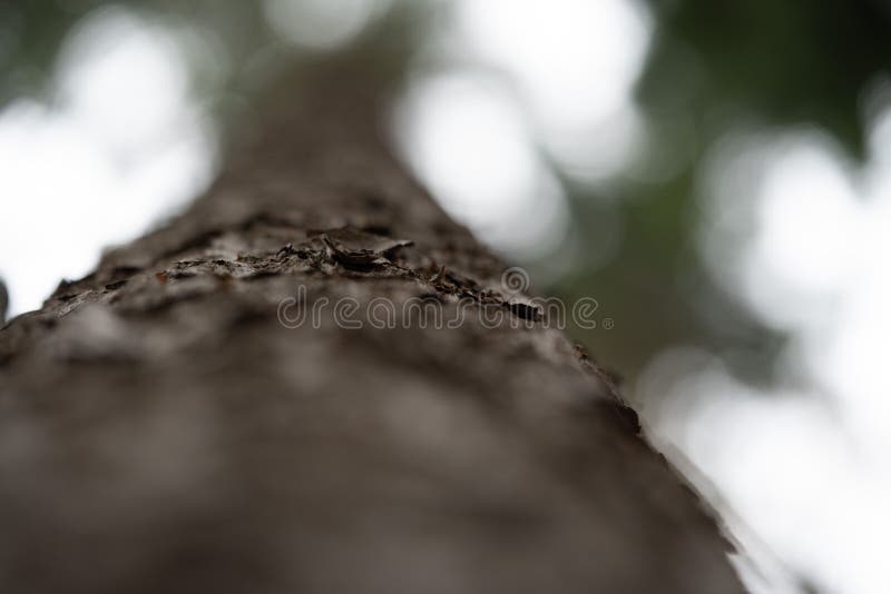 Low-angle Shot of a Tree Bark and Bokeh Lights in the Background Stock ...