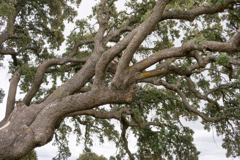Low Angle Shot of Tree Branches Covered with Green Leaves Stock Image ...