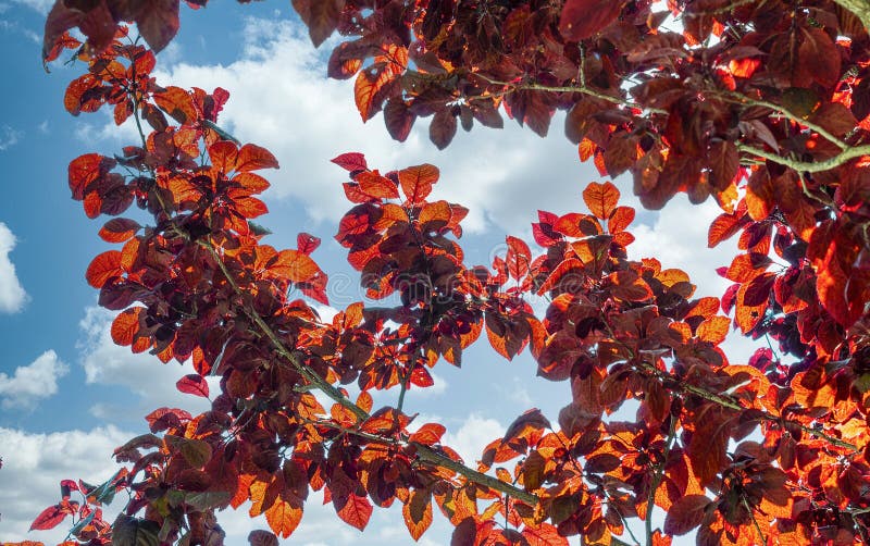 Low Angle Shot of Tree Branches with Red Leaves on Blue Sky and White ...