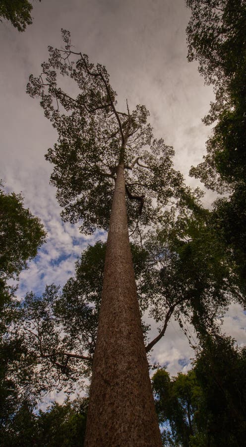 Low Angle Shot of a Tree with a Close Looking of Its Log. Looking Up ...