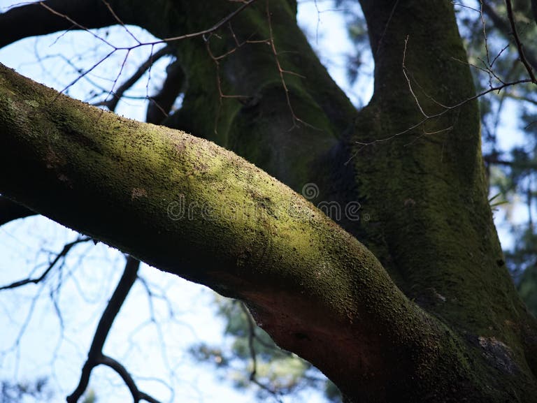 Low Angle Shot of a Tree Covered in Moss Under the Sunlight Stock Image ...