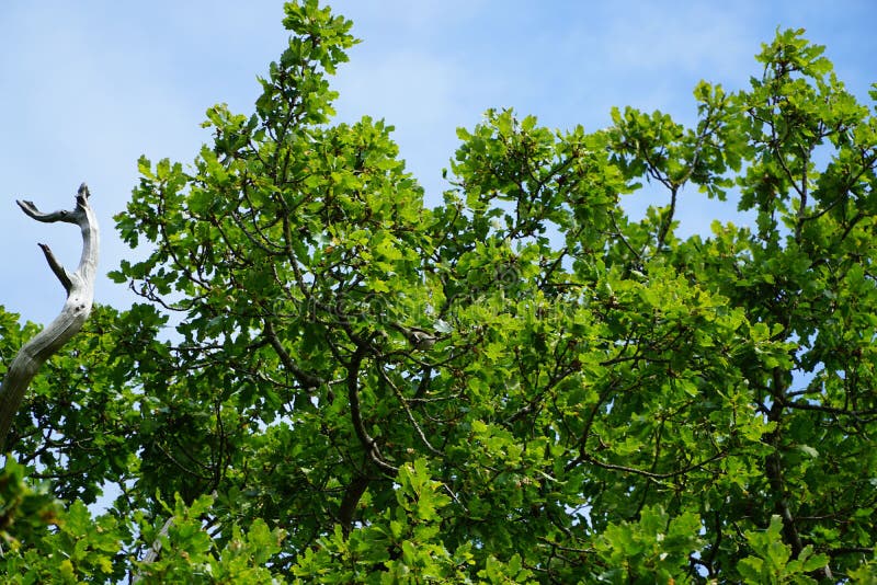 Low Angle Shot of the Tree Foliage in the Bradgate Park, Leicester ...