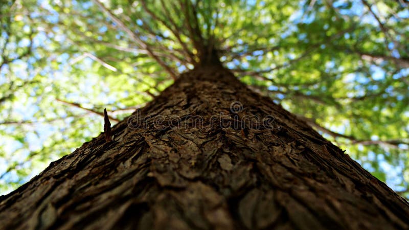 Low Angle Shot of a Tree Log Against Green Branches on a Sunny Day ...