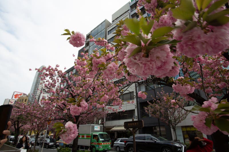 Low Angle Shot of the Tree with Pink Flowers Behind a Building ...