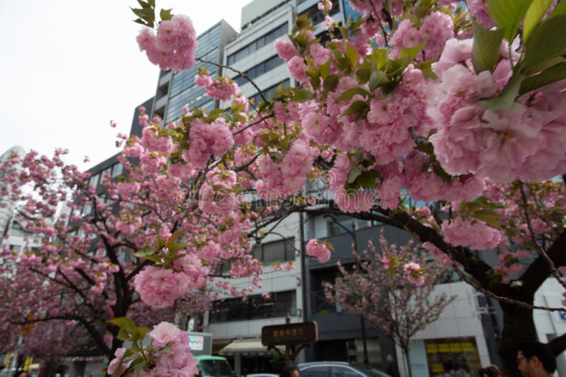 Low Angle Shot of the Tree with Pink Flowers Behind a Building Stock ...