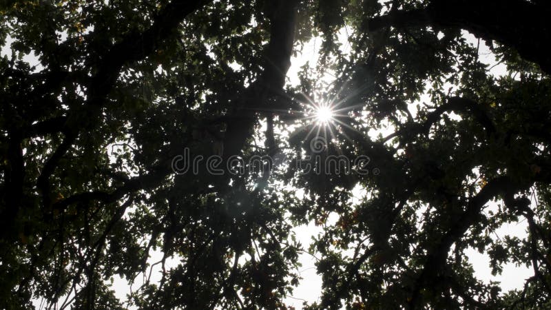 Low Angle Shot of a Tree with Shining Sun Rays Stock Footage - Video of ...
