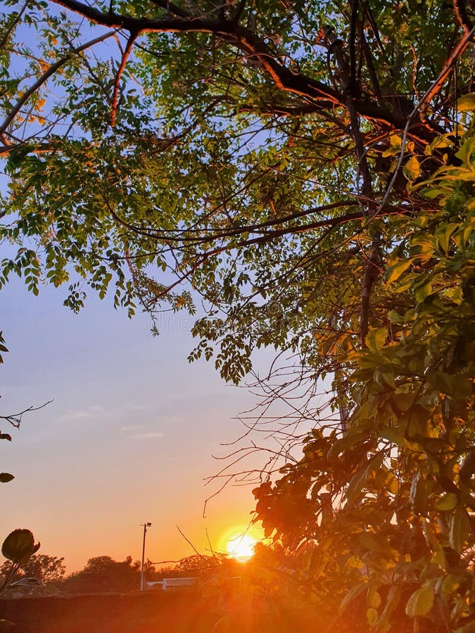 Low Angle Shot of a Tree on a Sunset Sky Background Stock Photo - Image ...