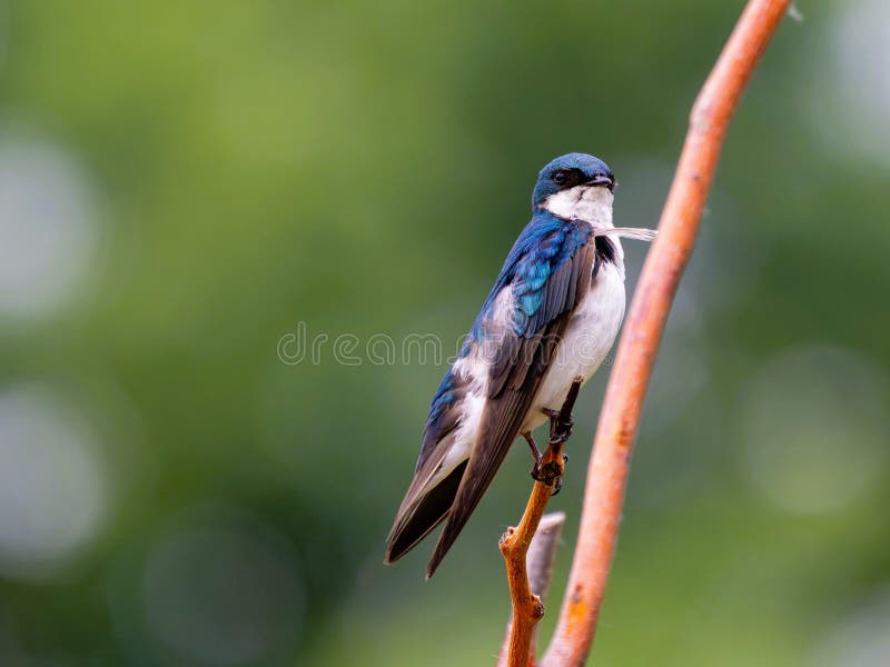 Low Angle Shot of a Tree Swallow Perched on a Tree Branch on a Sunny ...