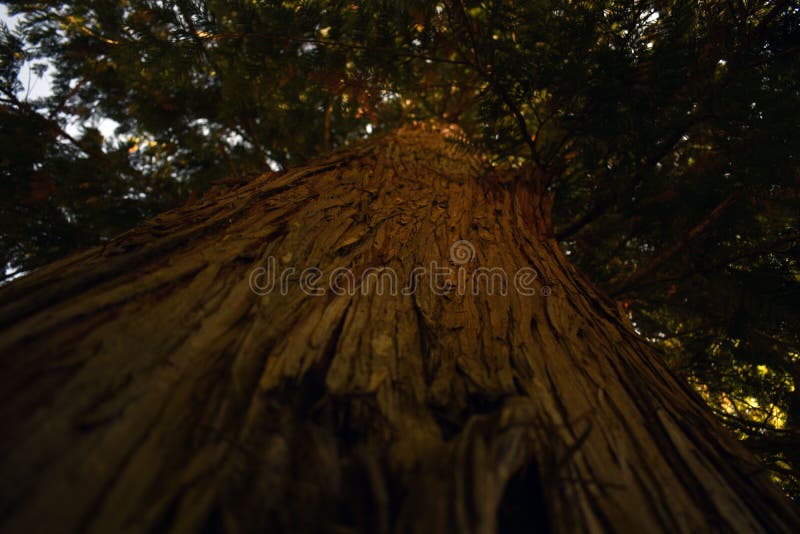 Low-angle Shot of the Tree Trunk Stock Image - Image of leaves, nature ...