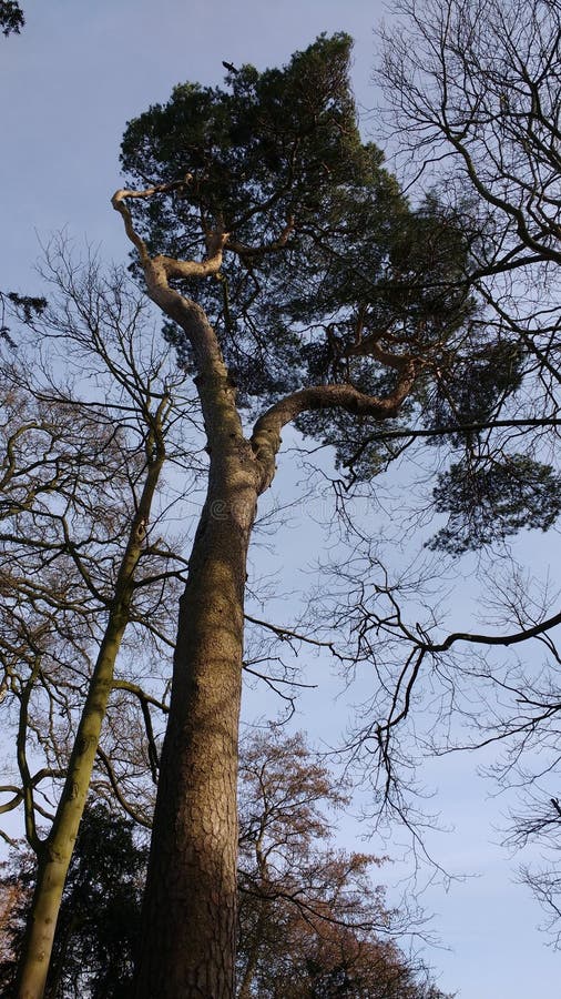 Low Angle Shot of a Tree with the Trunk Branching Out into Two Main ...