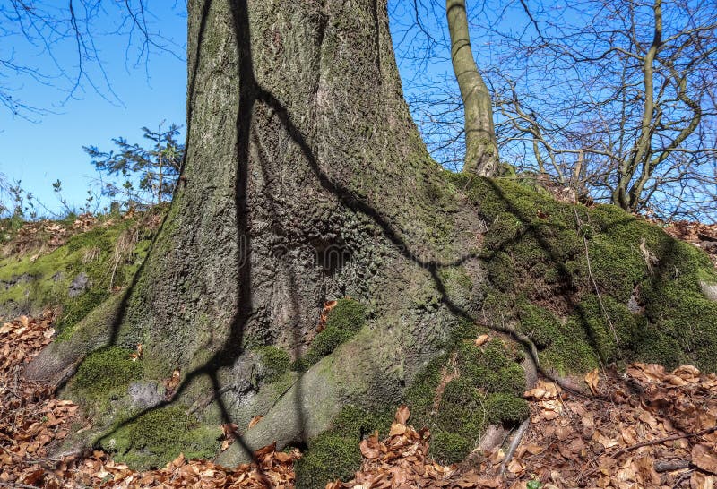 Low Angle Shot of a Tree Trunk with Its Big Roots Covered in Thick Moss ...