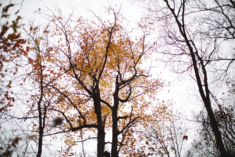 Low-angle Shot of Trees with Autumn Foliage. Stock Image - Image of ...