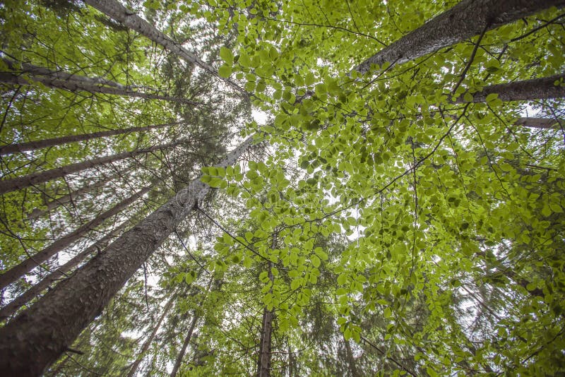 Low Angle Shot of the Trees with Beautiful Fresh Green Leaves Stock ...