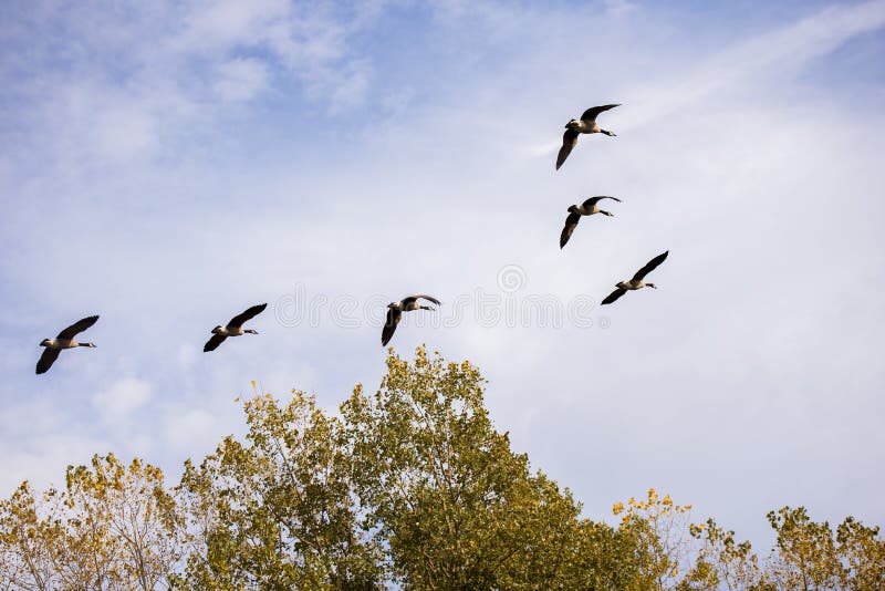 Low Angle Shot of Trees with Birds Flying in Formation Stock Photo ...