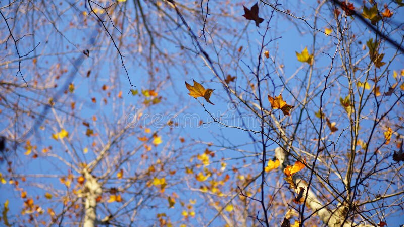 Low Angle Shot of Trees with Falling Yellow Leaves Stock Image - Image ...
