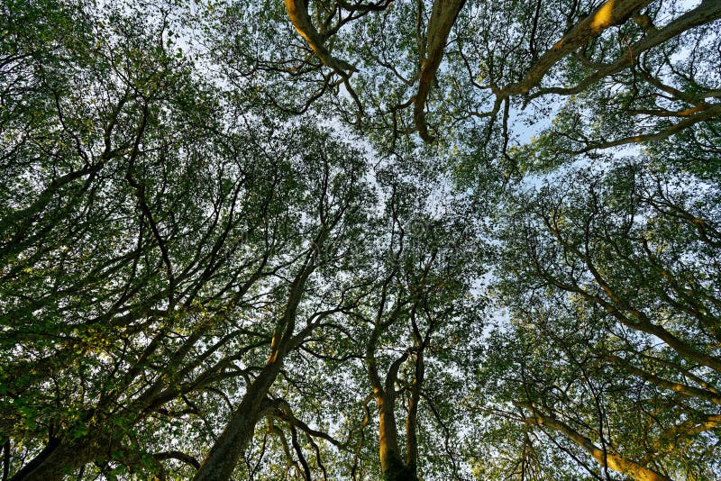 Low Angle Shot of Trees in a Forest Stock Image - Image of branch ...