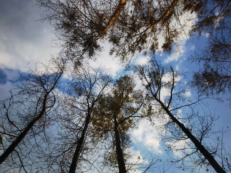 Low Angle Shot of Trees in a Forest Stock Photo - Image of branch ...