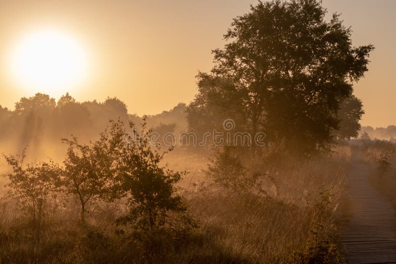 Low Angle Shot of Trees and Grassland during Sunrise Stock Photo ...