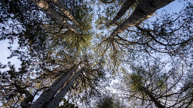 Low-angle Shot of Trees Reaching Toward the Sky in a Forest. Egypt ...