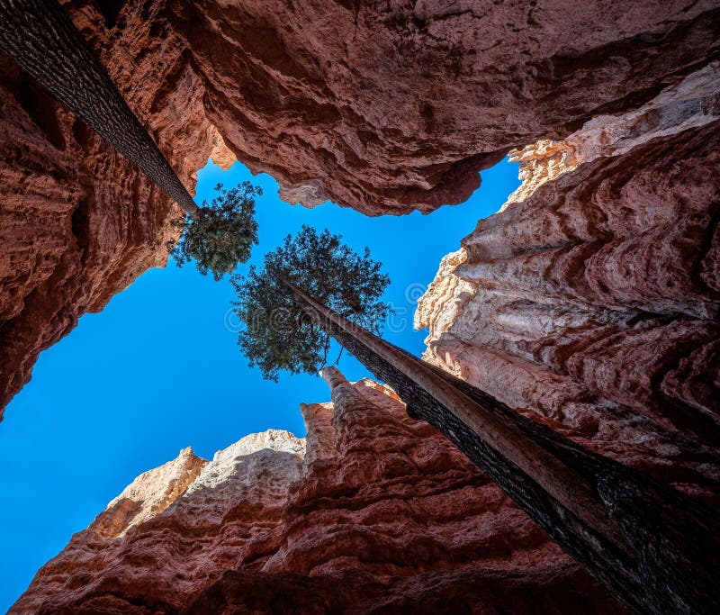 Low Angle Shot of a Trees and Red Canyon Rocks Stock Photo - Image of ...