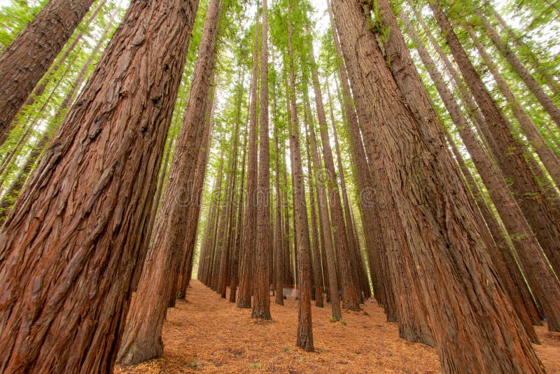 Low Angle Shot of the Trees in a Redwood Forest Stock Image - Image of ...