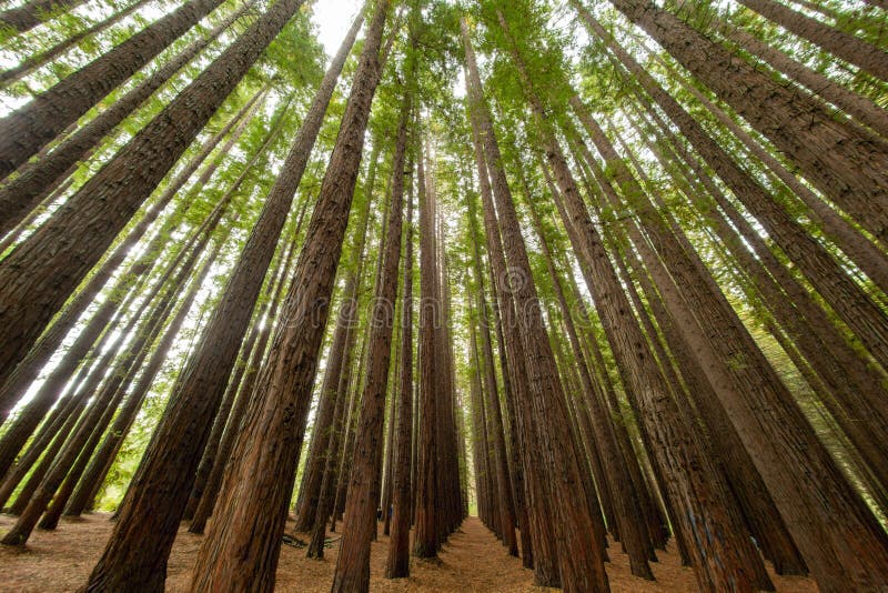 Low Angle Shot of the Trees in a Redwood Forest Stock Image - Image of ...