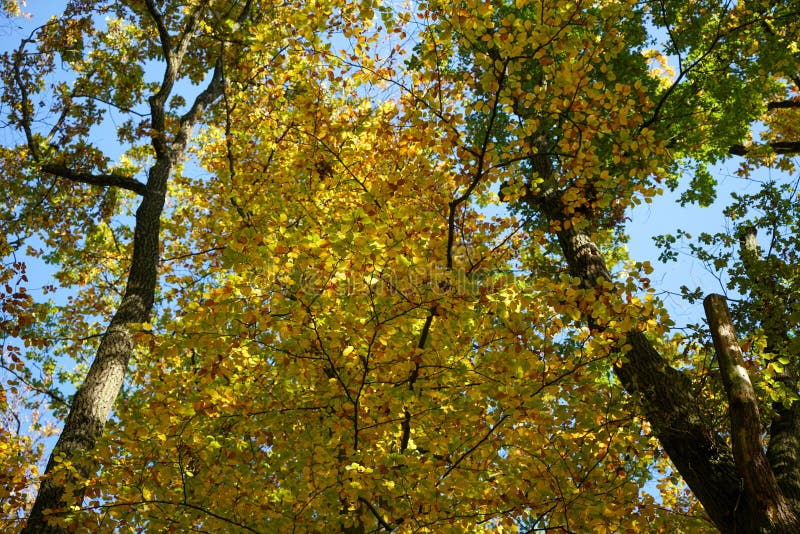 Low Angle Shot of Trees with Yellow and Green Leafs Stock Photo - Image ...